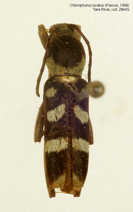 Papua Insects Foundation (Coleoptera/Cerambycidae/Cerambycinae)